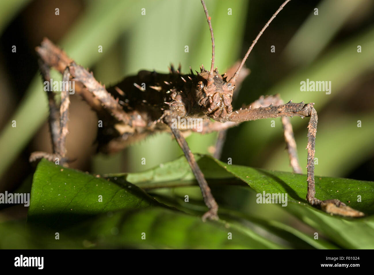 A large, spiny stick insect Stock Photo - Alamy