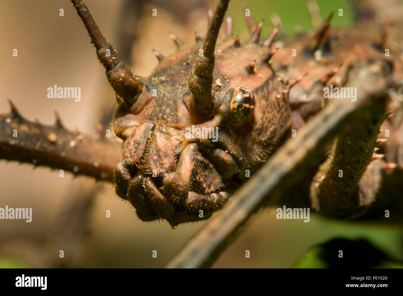 Borneo stick insect hi-res stock photography and images - Alamy