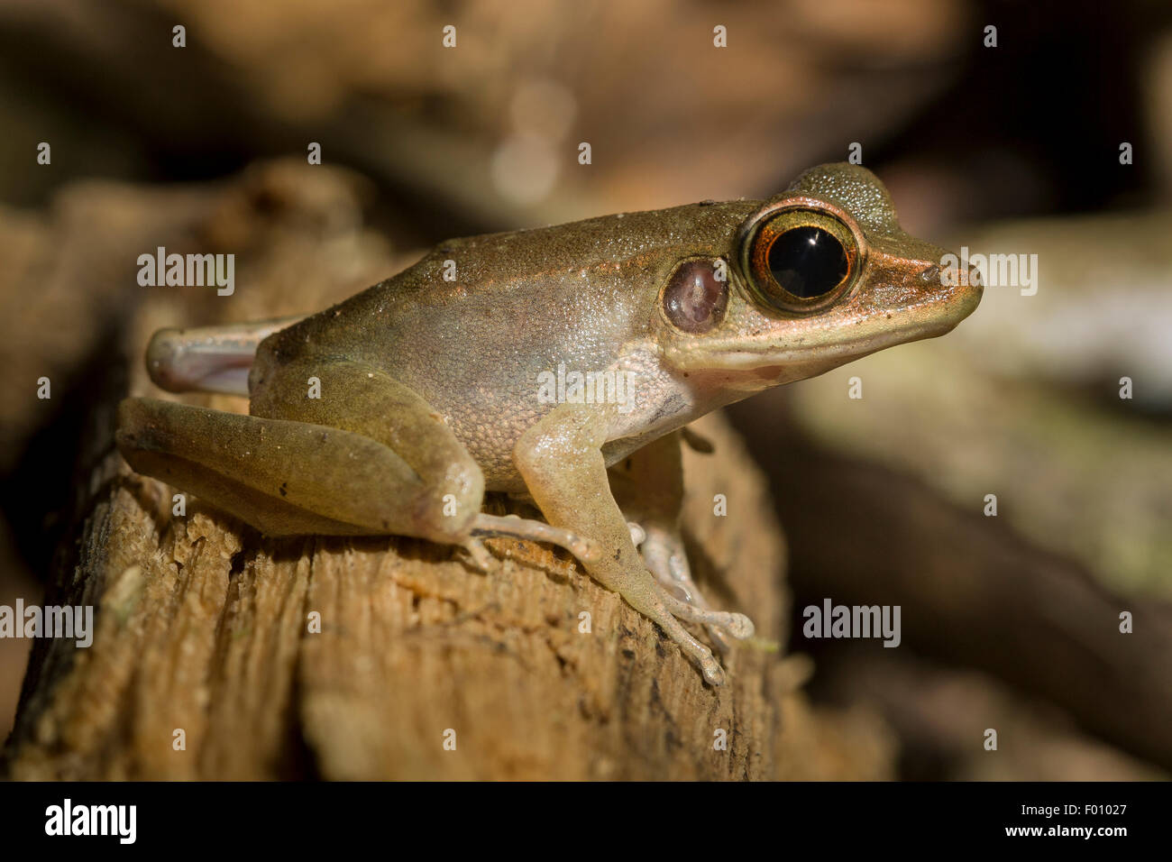 Torrent frog hi-res stock photography and images - Alamy