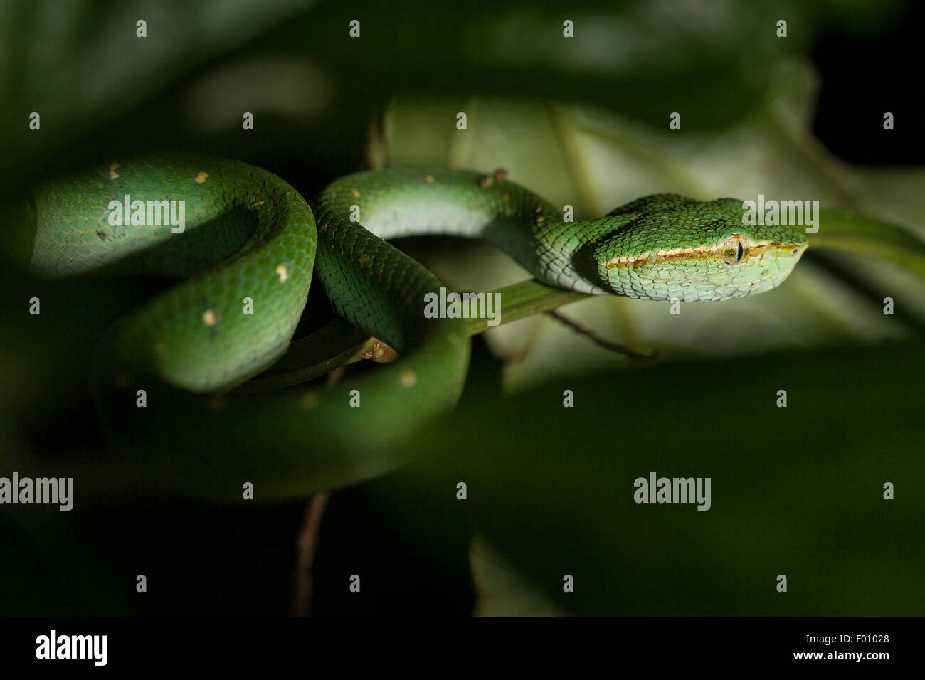 Wagler's pit viper (Tropidolaemus wagleri Stock Photo - Alamy