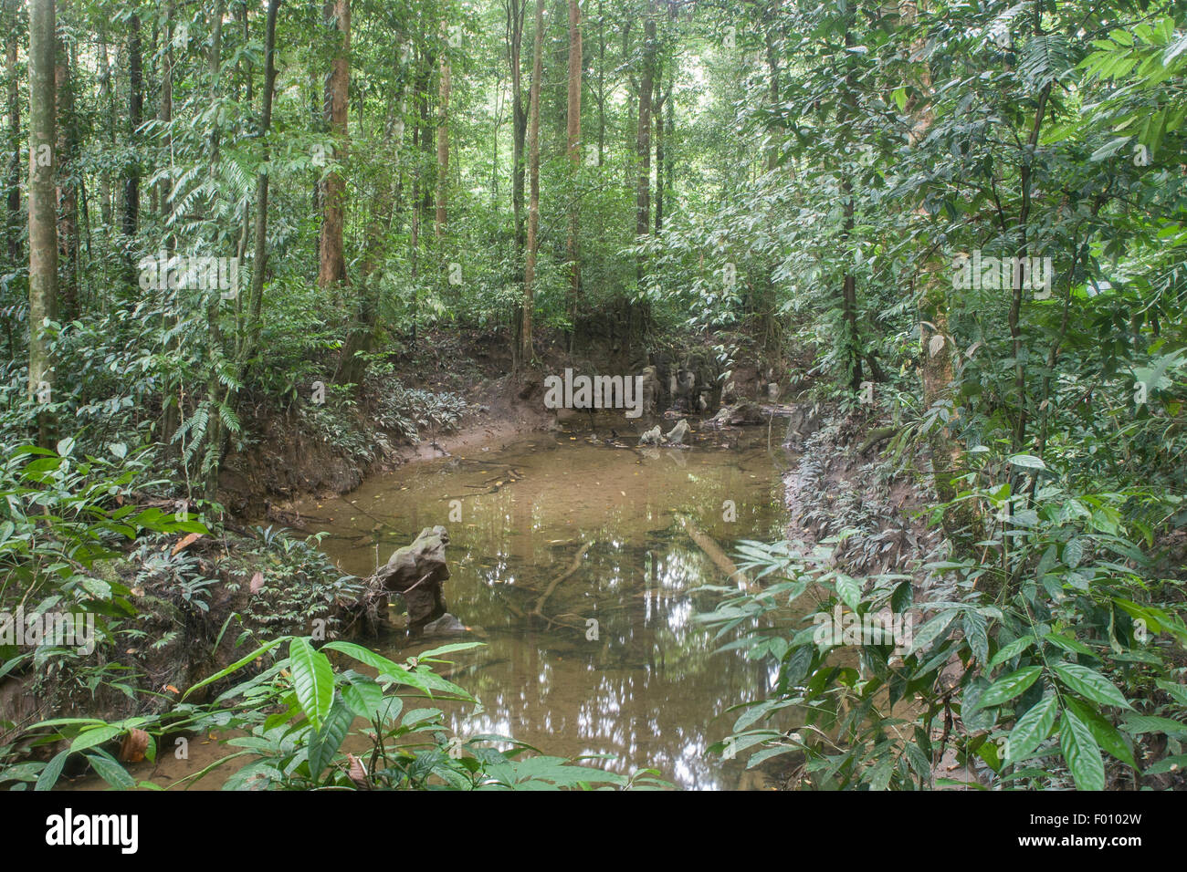 Rain forest stream, Gunung Mulu National Park, Malaysian Borneo Stock ...