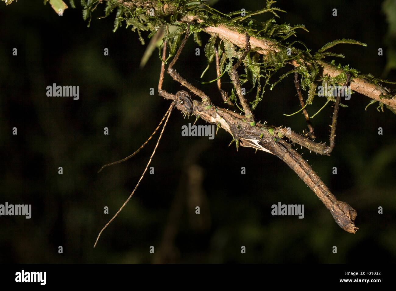 Spiny stick insect Stock Photo - Alamy