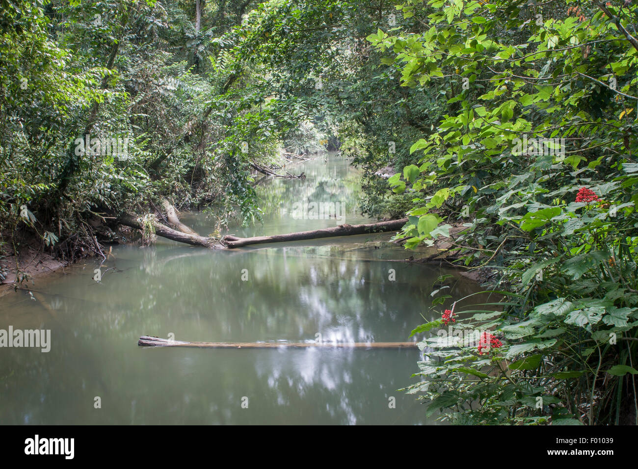 Rain forest stream, Gunung Mulu National Park, Malaysian Borneo Stock ...