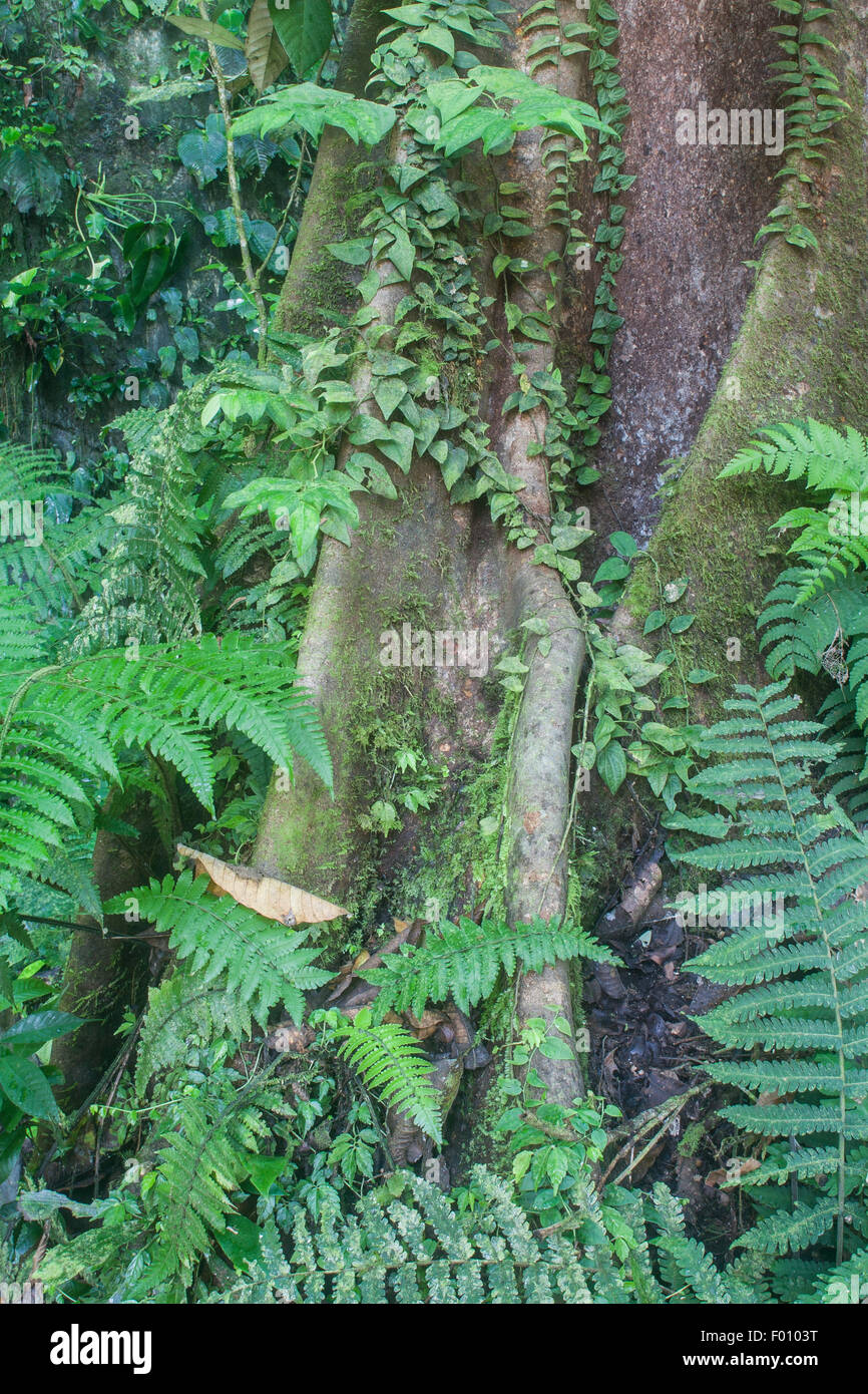 Buttress root festooned in greenery; Gunung Mulu National Park ...