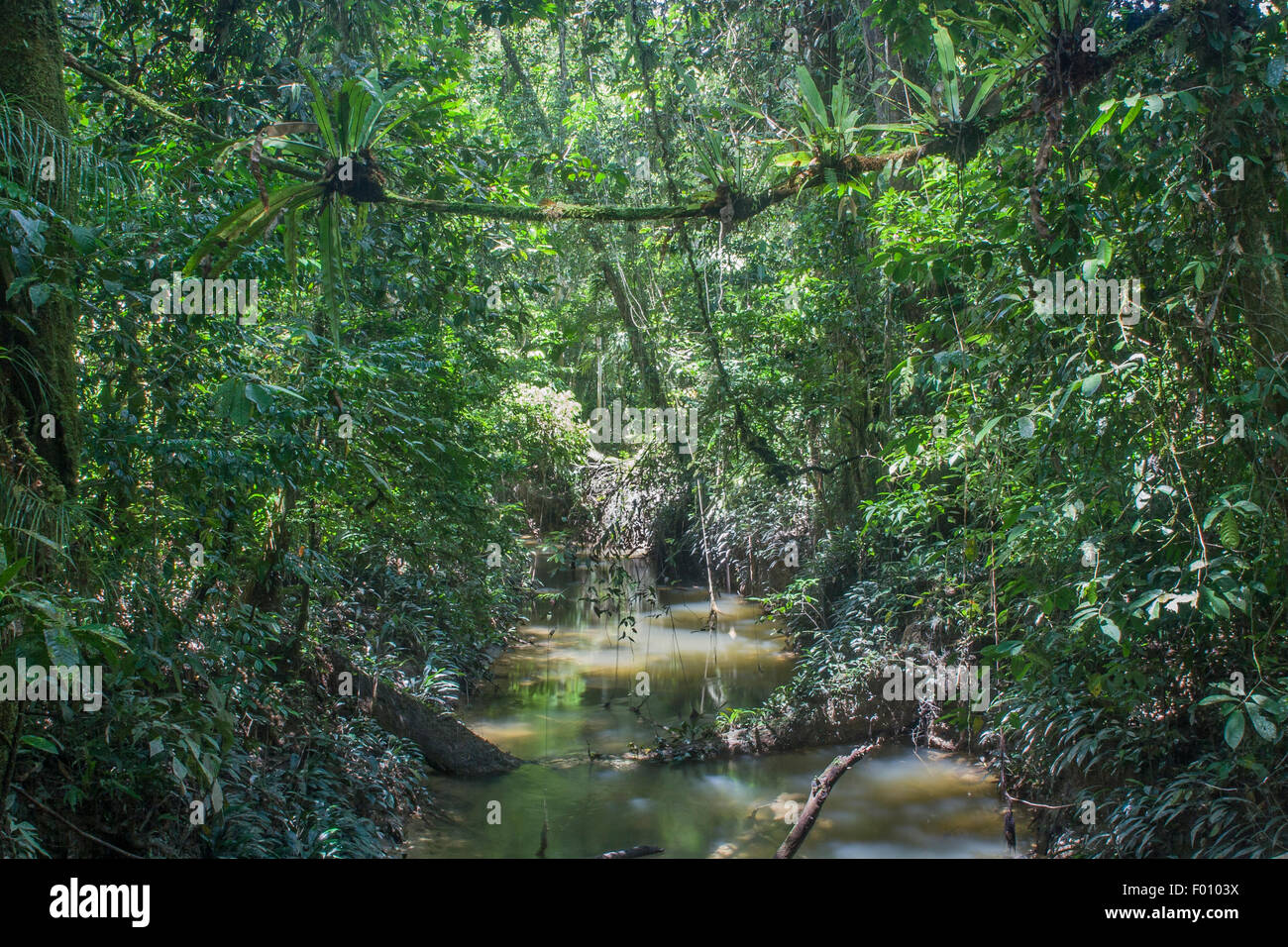 Rain forest stream, Gunung Mulu National Park, Malaysian Borneo Stock ...