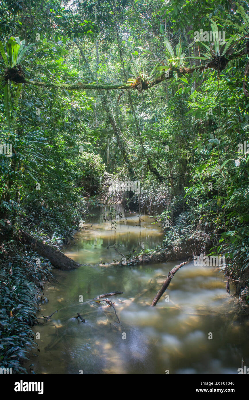 Malaysian forest hi-res stock photography and images - Alamy