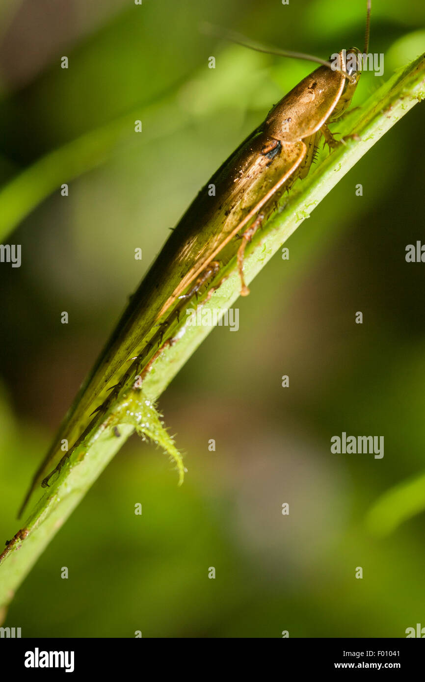 Cockroach of malaysia hi-res stock photography and images - Alamy