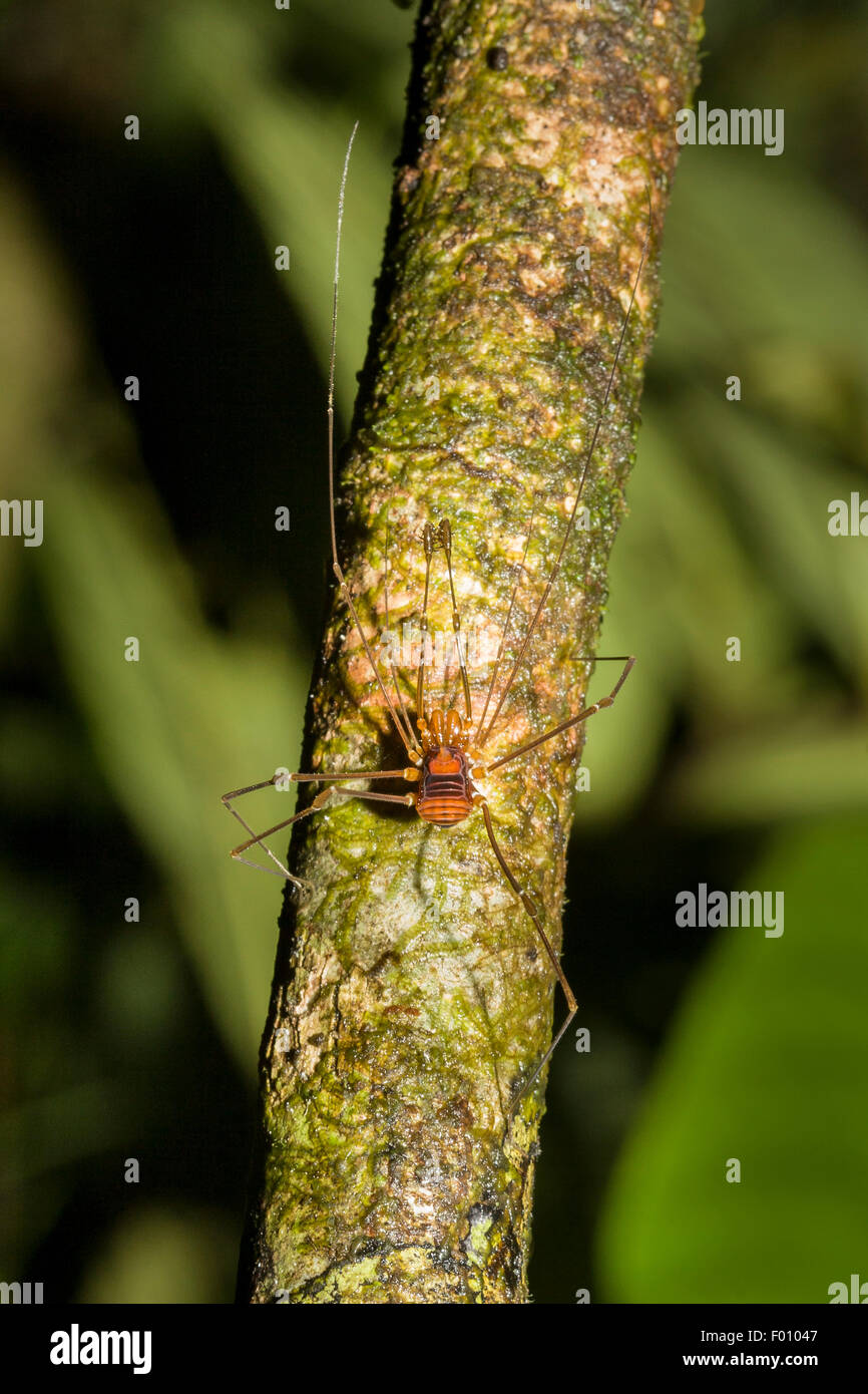 Tropical harvestman with long, raptorial palps Stock Photo - Alamy