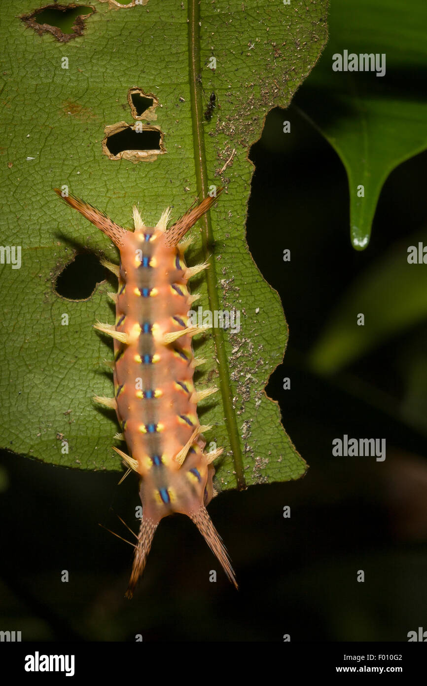 Red devil caterpillar (Setora sp.) displaying warning coloration. This ...