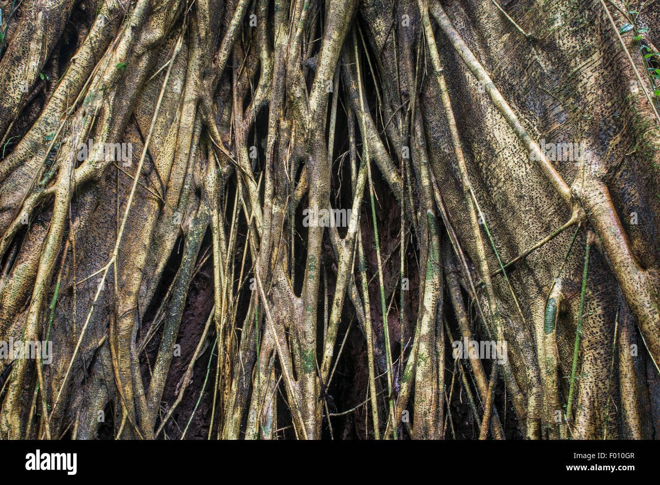 Tangled web of tree roots Stock Photo - Alamy