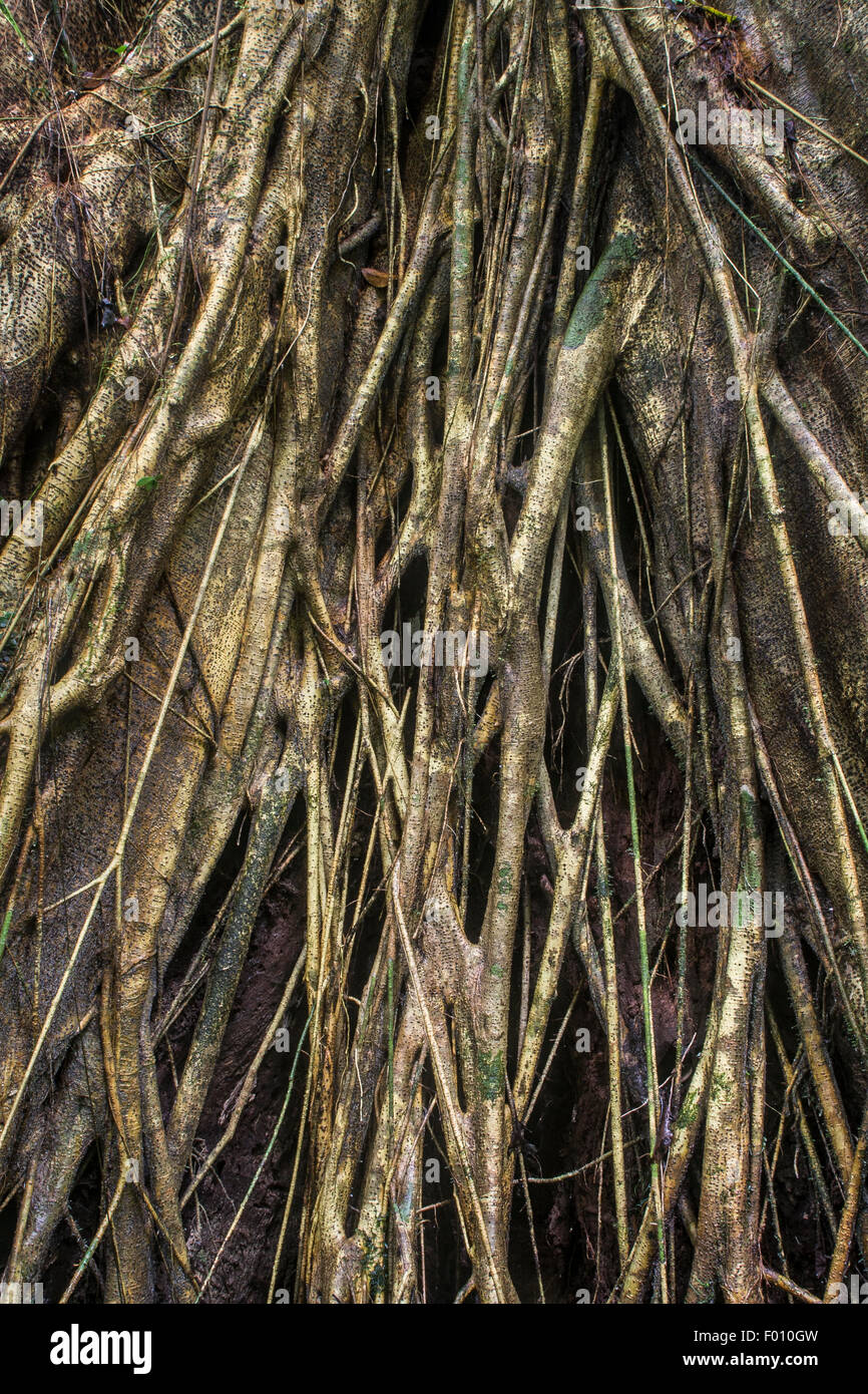 Tangled web of tree roots Stock Photo - Alamy