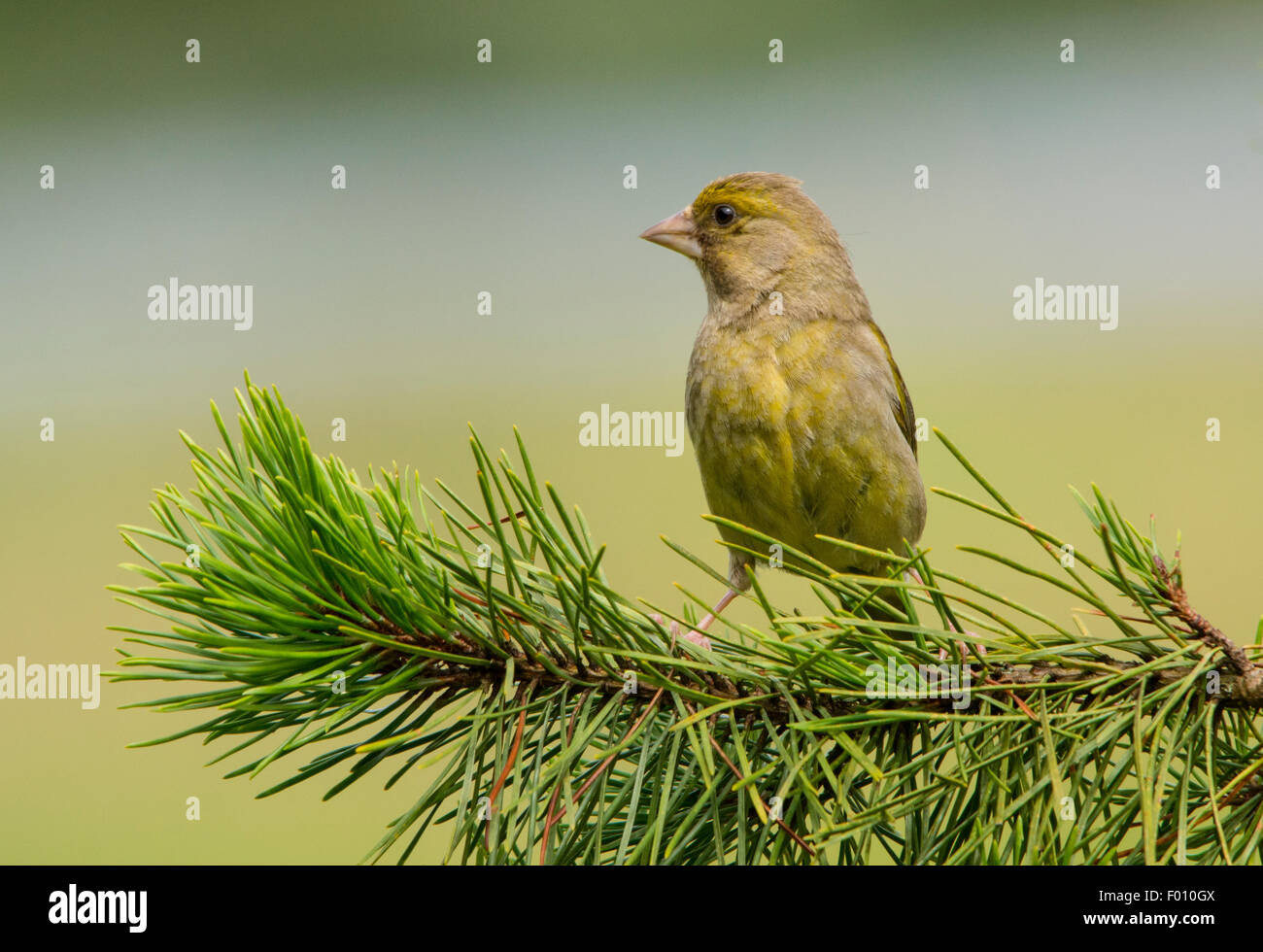 Juvenile european greenfinch hi-res stock photography and images - Alamy