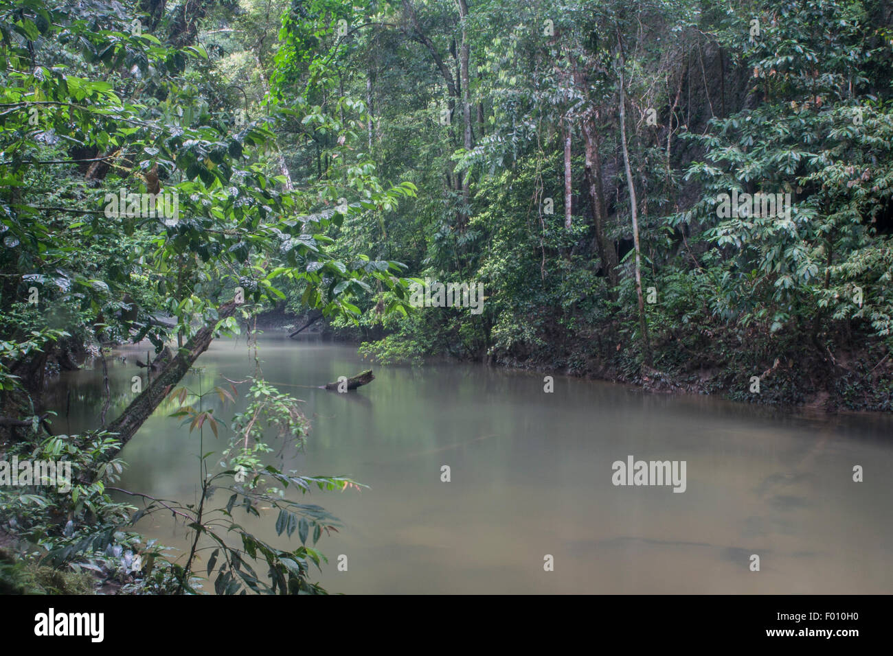 Malaysian forest hi-res stock photography and images - Alamy