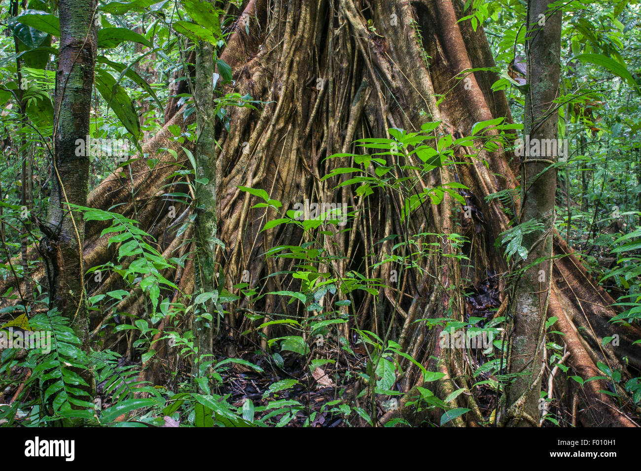 Tangled web of tree roots Stock Photo - Alamy