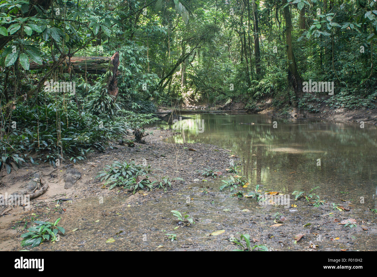 Rain forest stream hi-res stock photography and images - Alamy