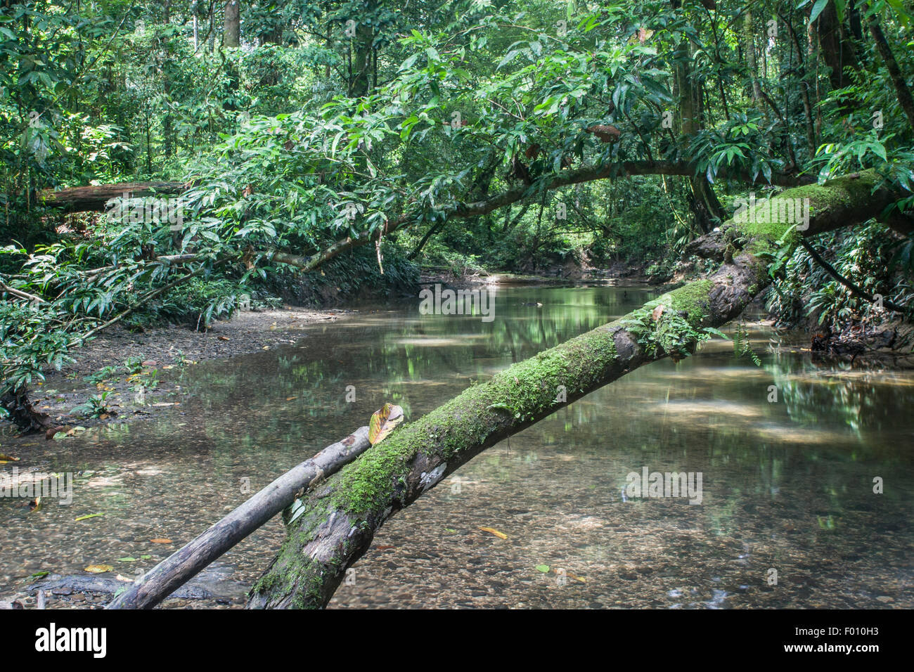 Rain forest stream, Gunung Mulu National Park, Malaysian Borneo Stock ...