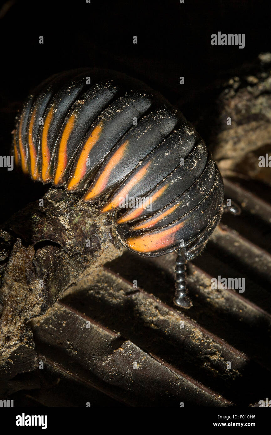 Orange and black millipede Stock Photo - Alamy