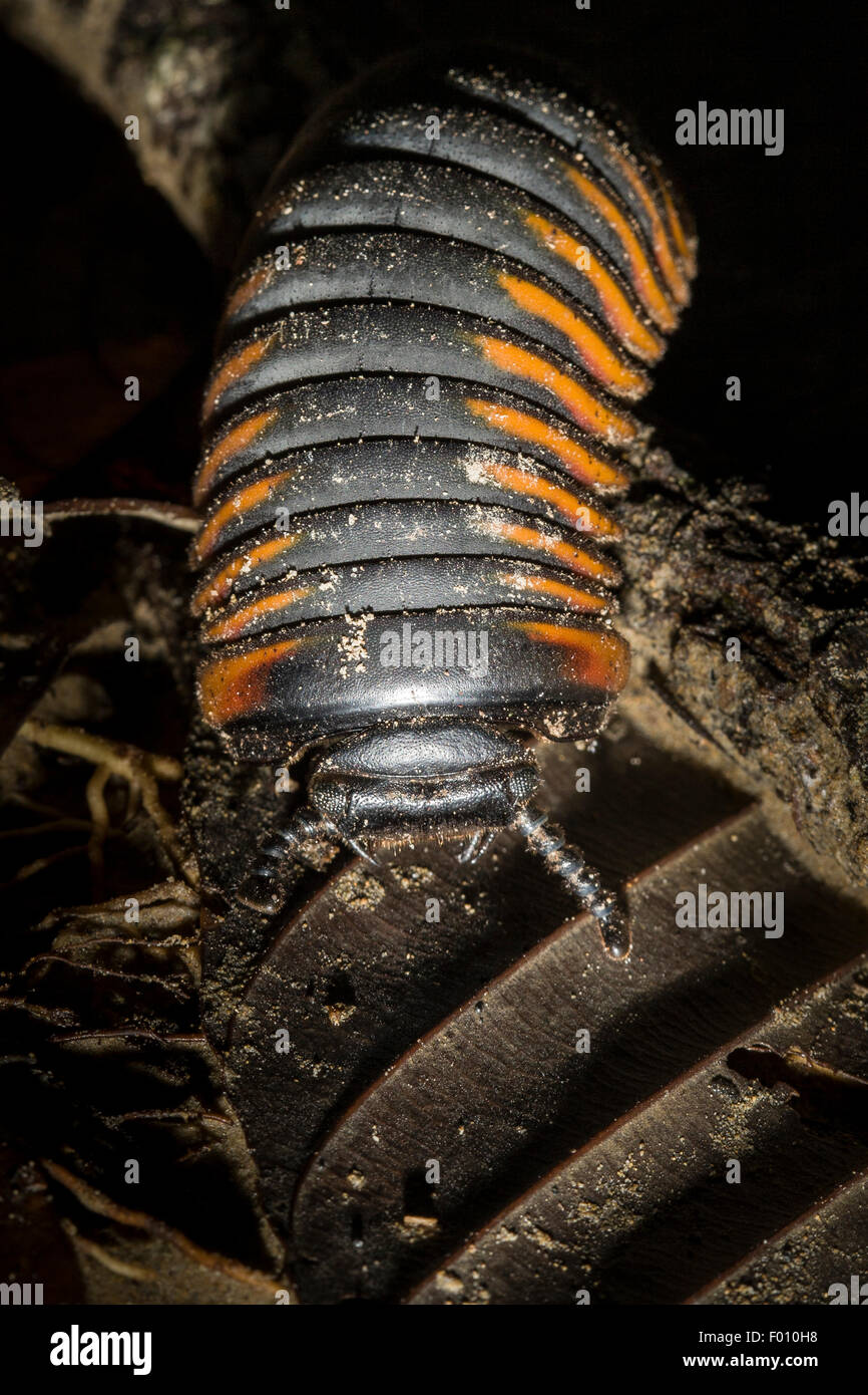 Orange and black millipede Stock Photo - Alamy