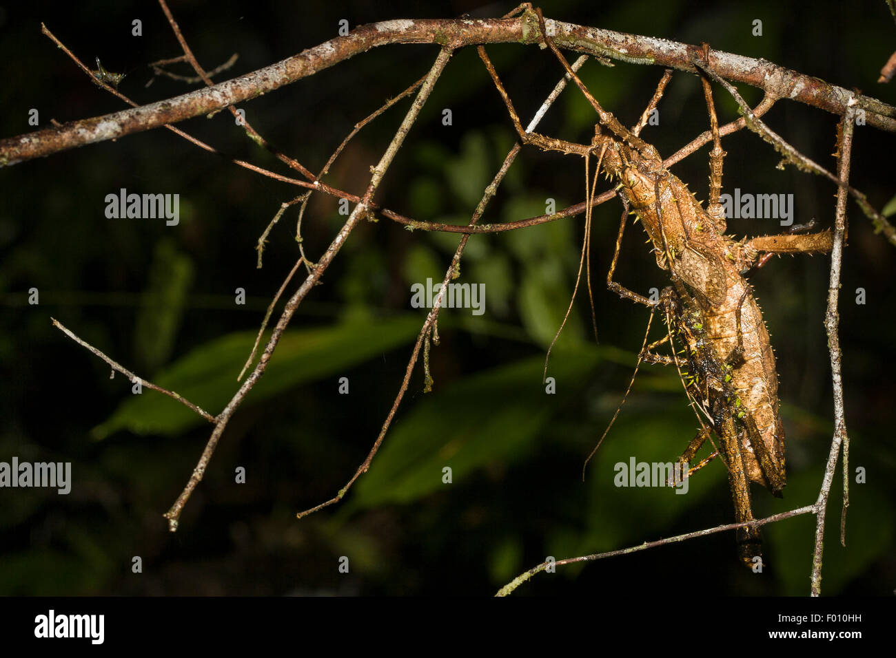 Stick insects hi-res stock photography and images - Alamy