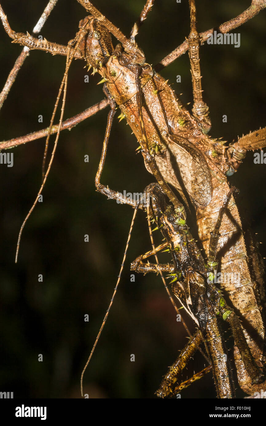 Stick insects hi-res stock photography and images - Alamy