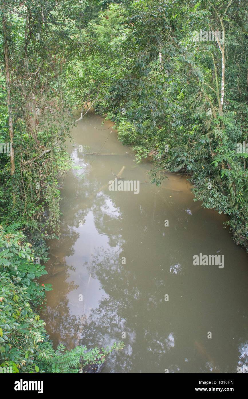 Rain forest stream, Gunung Mulu National Park, Malaysian Borneo Stock ...