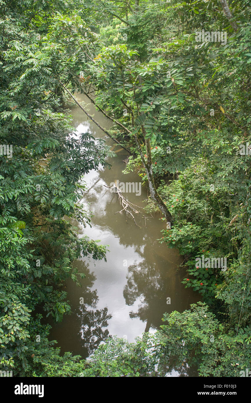 Rain forest stream, Gunung Mulu National Park, Malaysian Borneo Stock ...