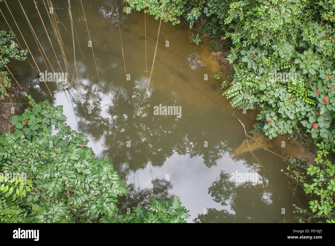 Rain forest stream, Gunung Mulu National Park, Malaysian Borneo Stock ...