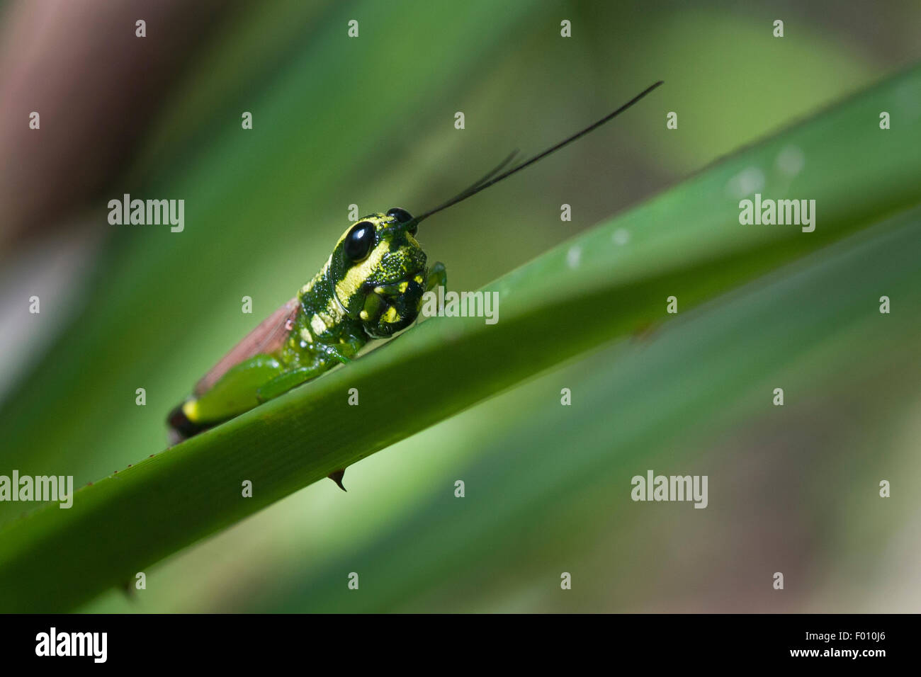 Ornately-colored grasshopper on a leaf Stock Photo - Alamy