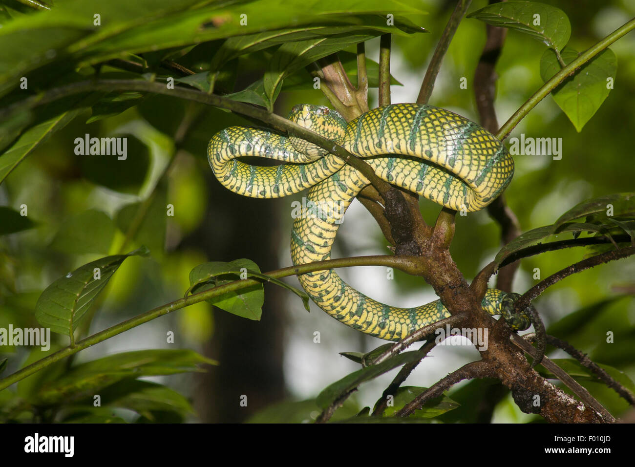 Wagler's pit viper (Tropidolaemus wagleri) on a branch Stock Photo - Alamy