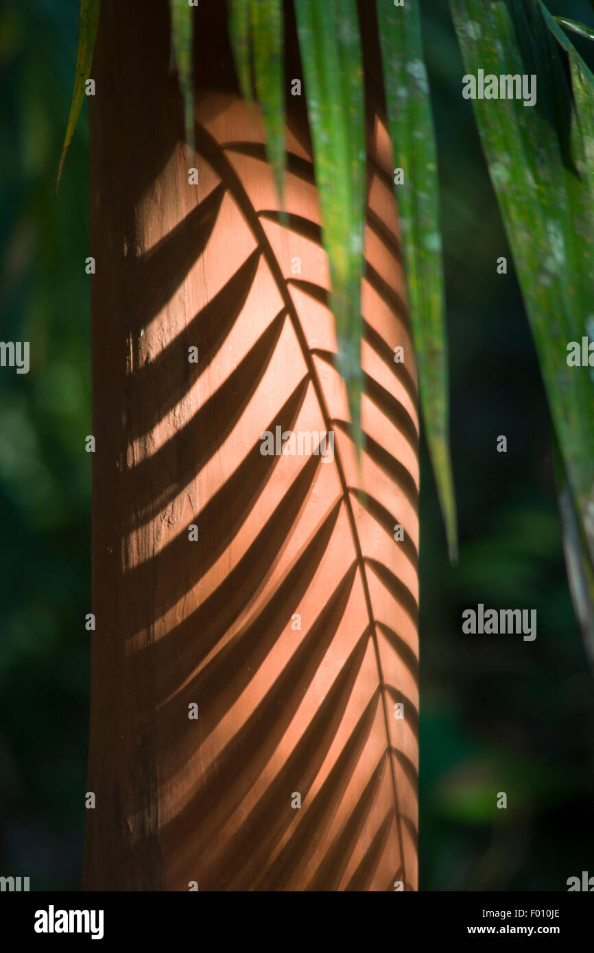 Shadow palm leaf hi-res stock photography and images - Alamy