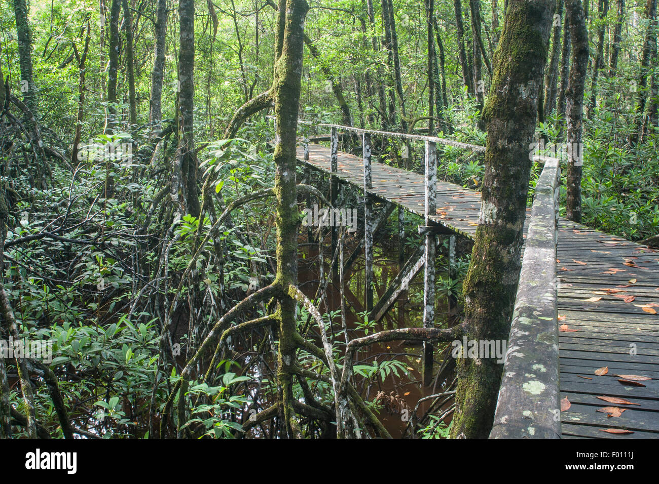 Boardwalk through mangrove swamp in Similajau National Park, Sarawak ...