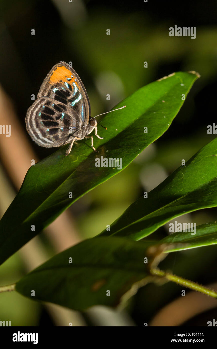 Metalmark butterfly (family Riodinidae). Photographed in Sarawak ...