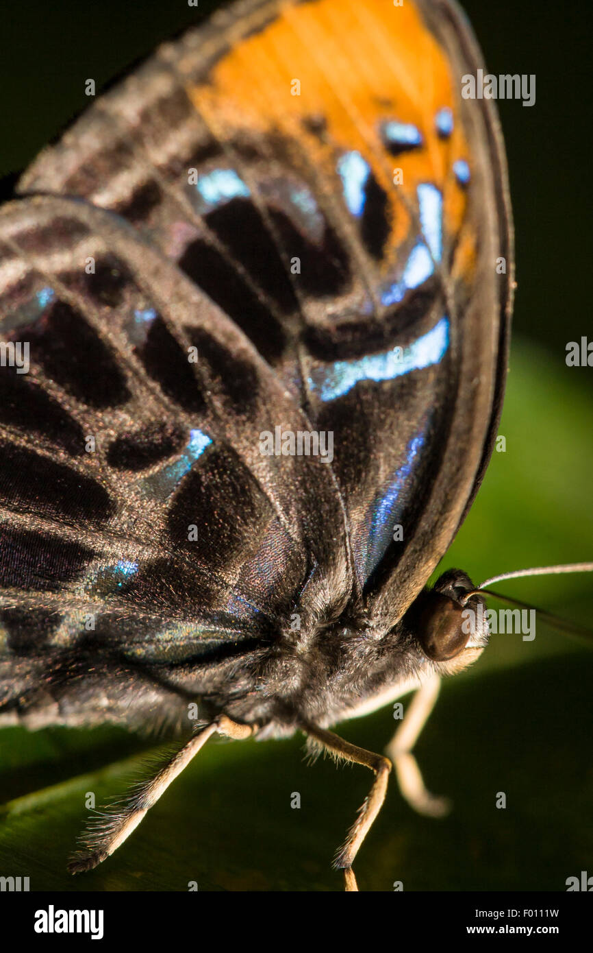 Metalmark hi-res stock photography and images - Alamy