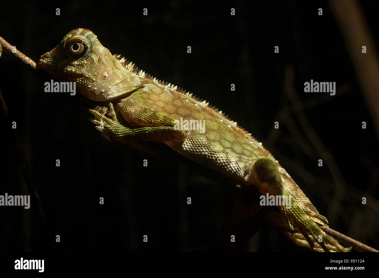 Gonocephalus Borneensis Stock Photos & Gonocephalus Borneensis Stock ...