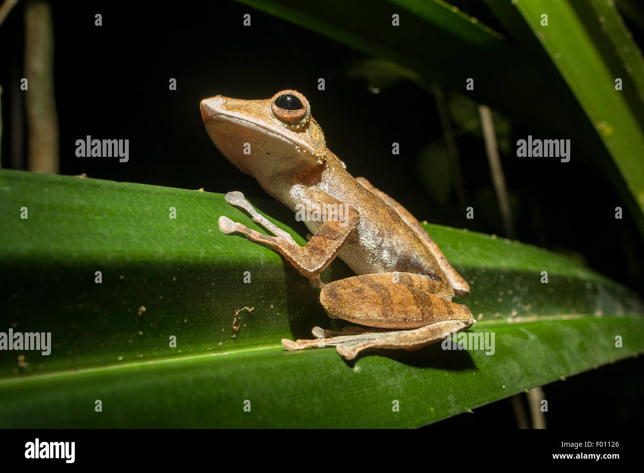 Four-lined tree frog (Polypedates leucomystax) on a leaf at night Stock ...