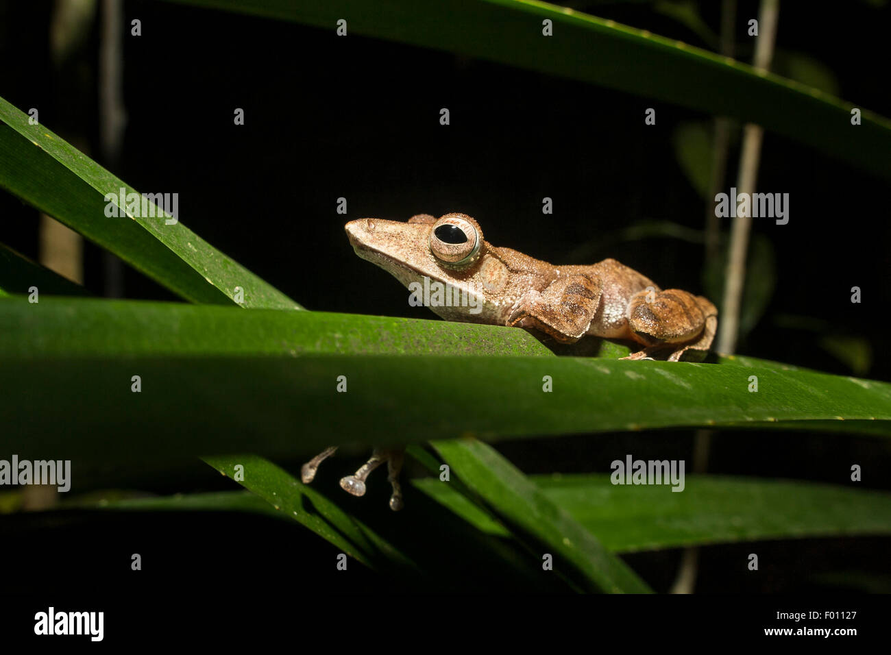 Four-lined tree frog (Polypedates leucomystax) on a leaf at night Stock ...