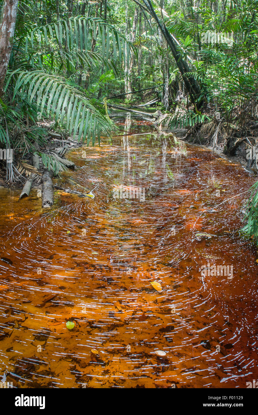 Tannins rainforest hi-res stock photography and images - Alamy