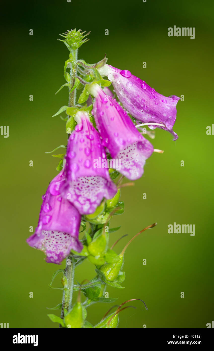Foxglove wildflower hi-res stock photography and images - Alamy