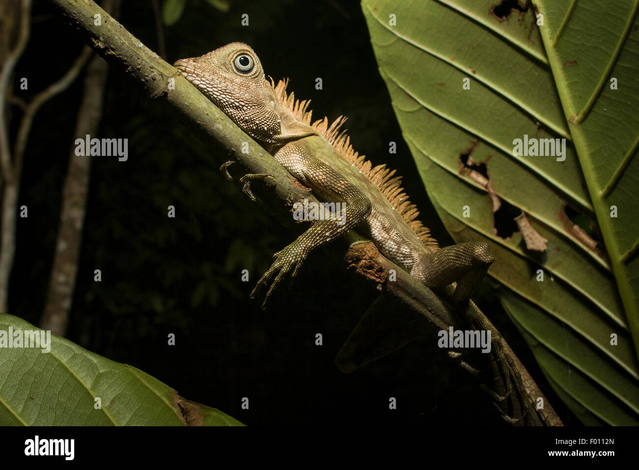 Borneo forest dragon hi-res stock photography and images - Alamy