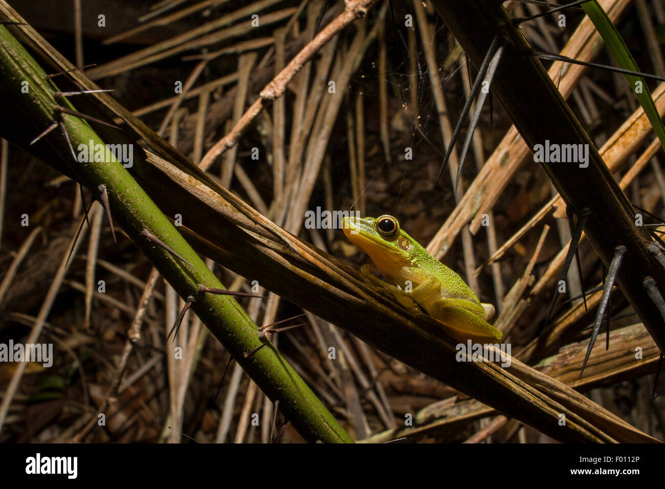 White-lipped frog (Hylarana raniceps) on a thorny branch Stock Photo ...
