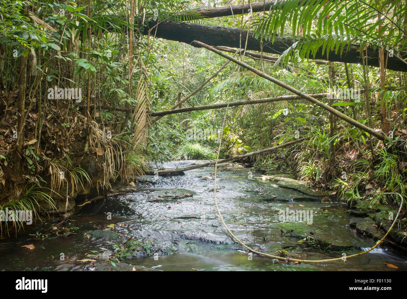 Rainforest stream. Similajau National Park, Sarawak, Malaysia Stock ...