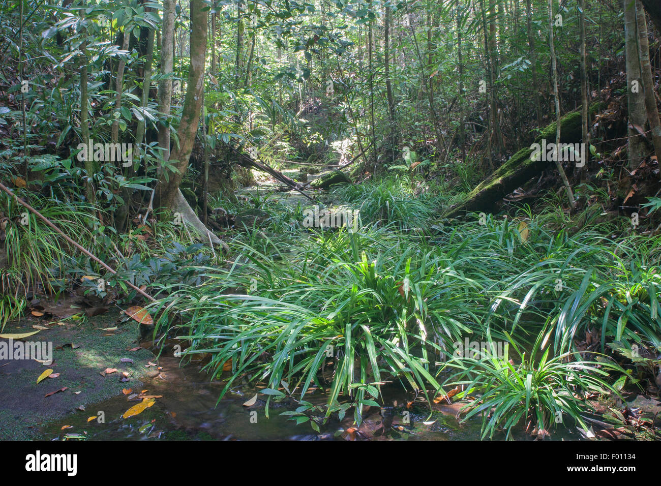 Rainforest stream. Similajau National Park, Sarawak, Malaysia Stock ...