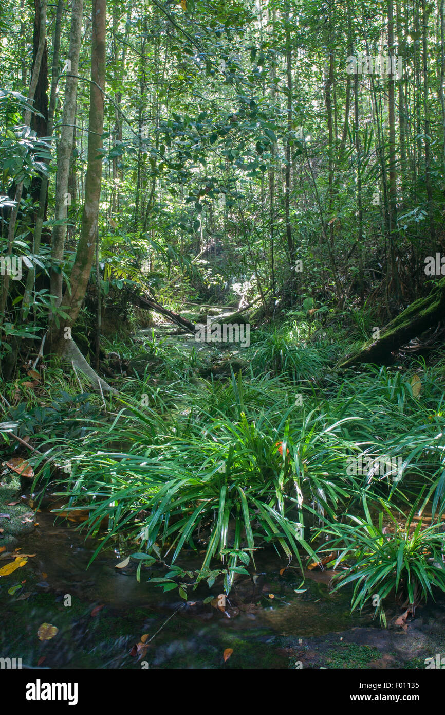 Similajau National Park High Resolution Stock Photography and Images ...