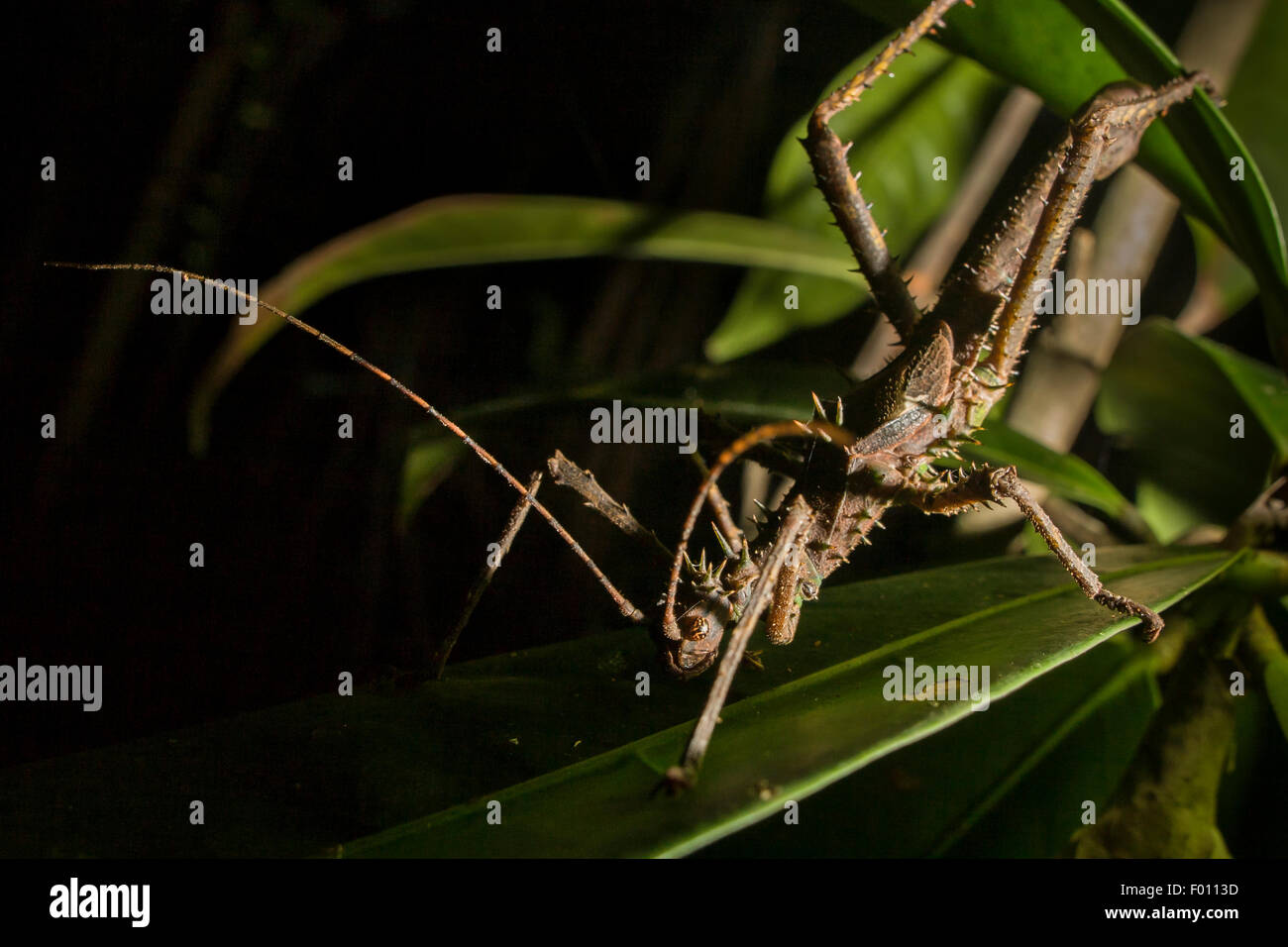 Stick insect borneo hi-res stock photography and images - Alamy