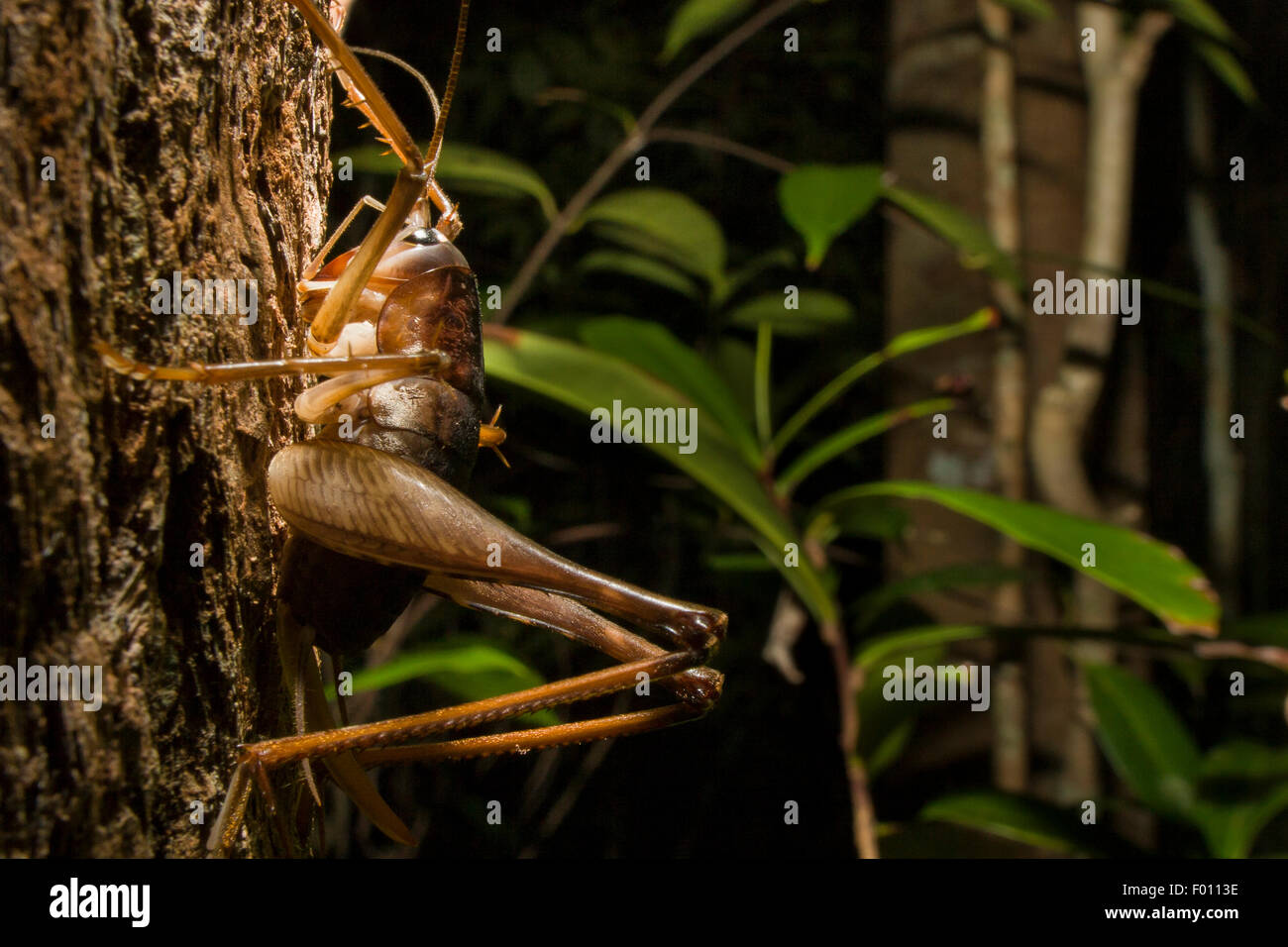 Cave insect hi-res stock photography and images - Alamy