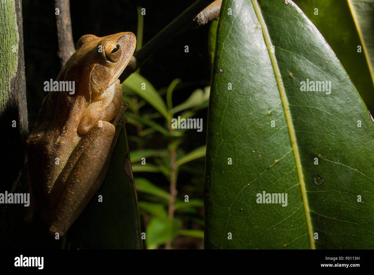 Four-lined tree frog (Polypedates leucomystax) on a leaf at night Stock ...