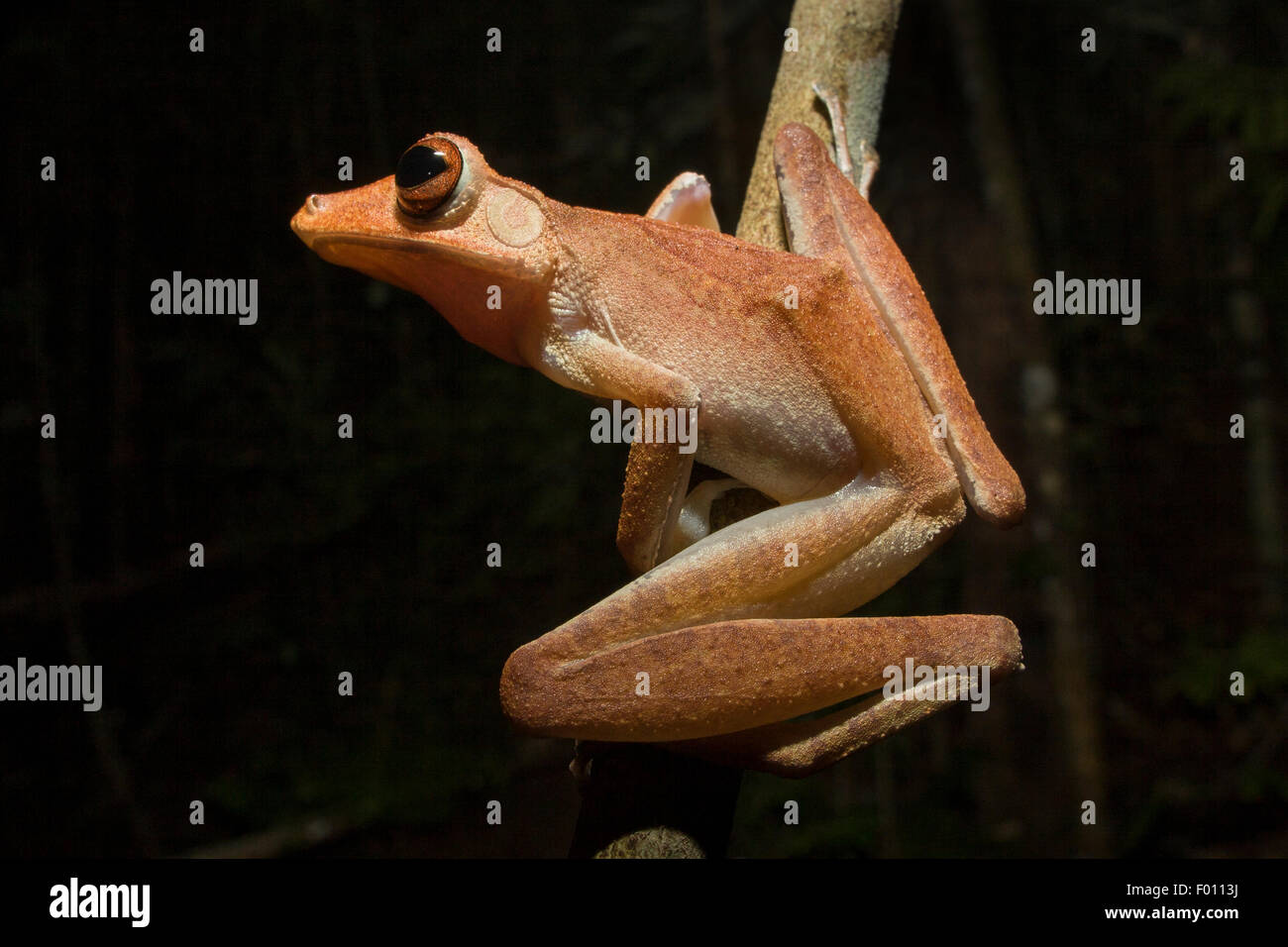 Four-lined tree frog (Polypedates leucomystax) on a branch at night ...