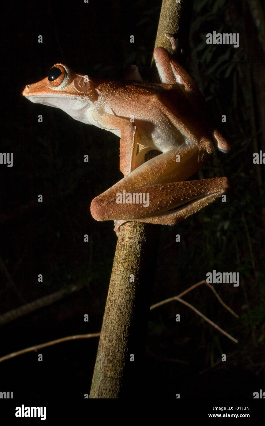 Four-lined tree frog (Polypedates leucomystax) on a branch at night ...