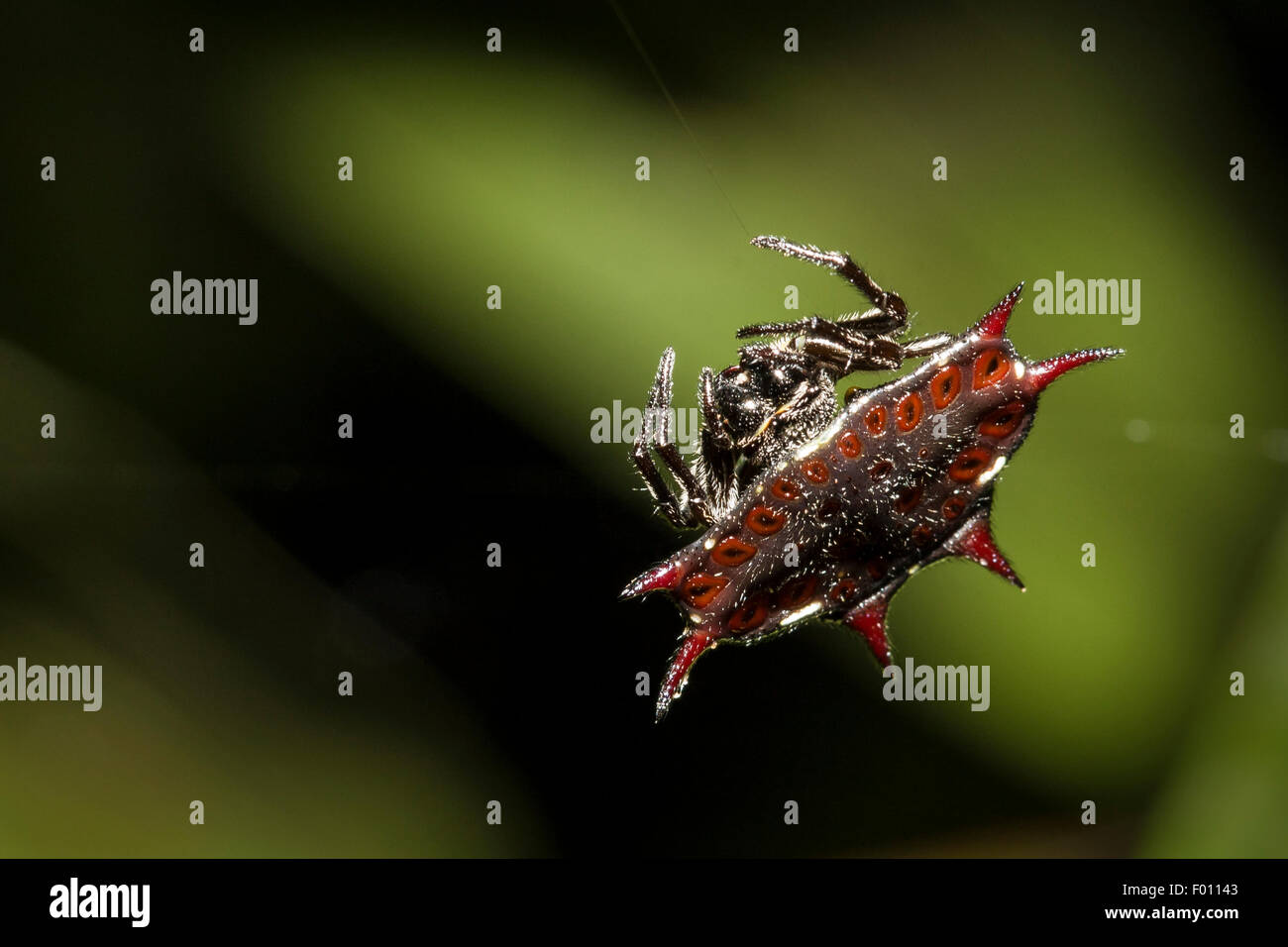 Extremely spiny hi-res stock photography and images - Alamy