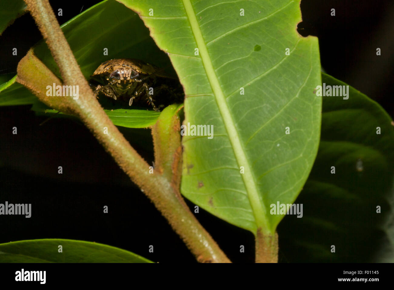 Cockroach of malaysia hi-res stock photography and images - Alamy